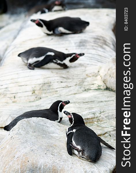 1+ Line penguins laying down Free Stock Photos - StockFreeImages