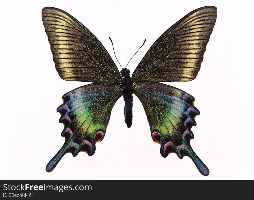 Butterfly - Free Photo from StockFreeImages