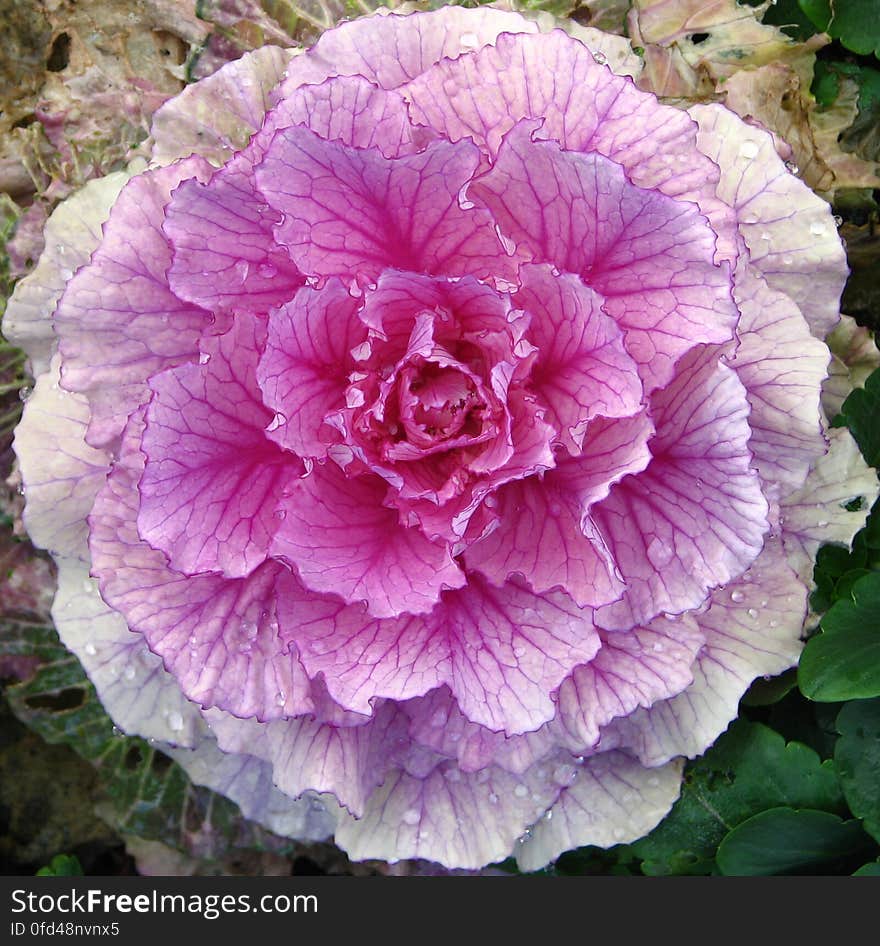 13+ Cabbage rose Free Stock Photos - StockFreeImages